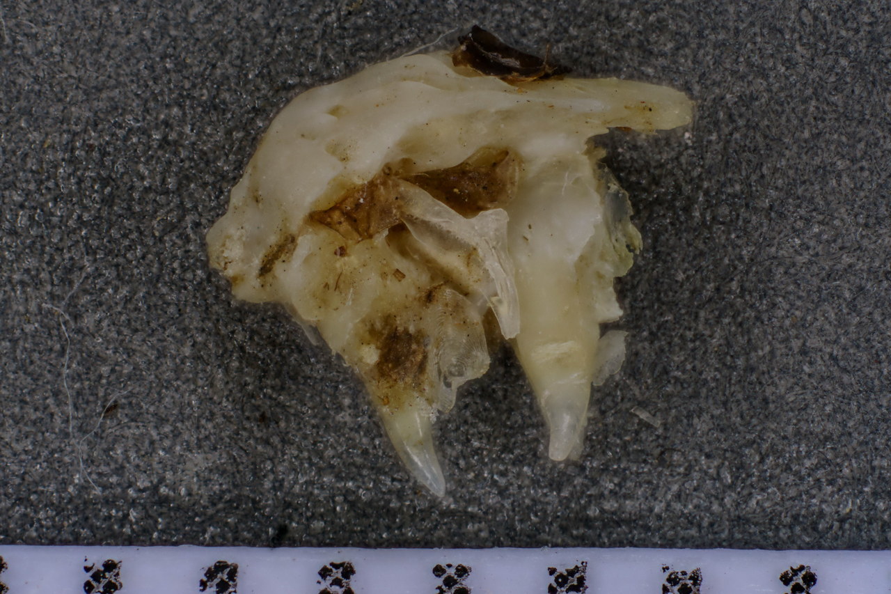 Otter spraint analysis